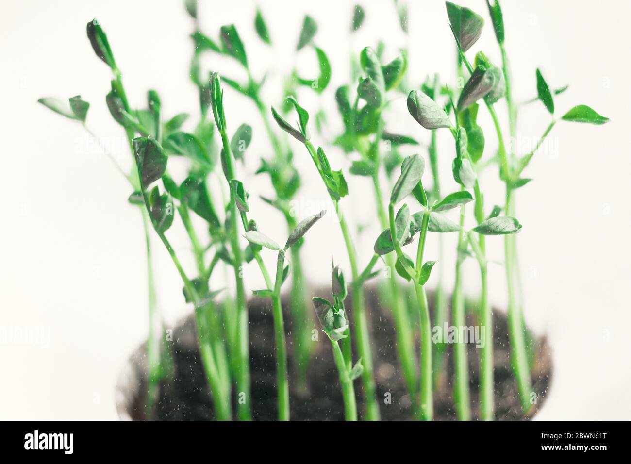 Micro Pea Shoots. Raw sprouts, microgreens, healthy eating concept ...