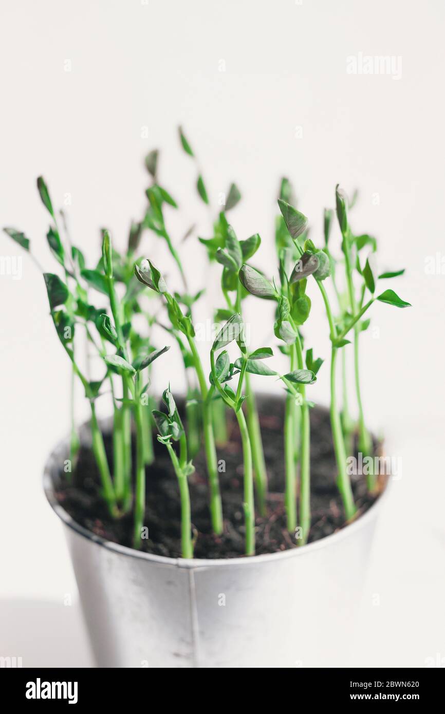 Micro Pea Shoots. Raw sprouts, microgreens, healthy eating concept ...