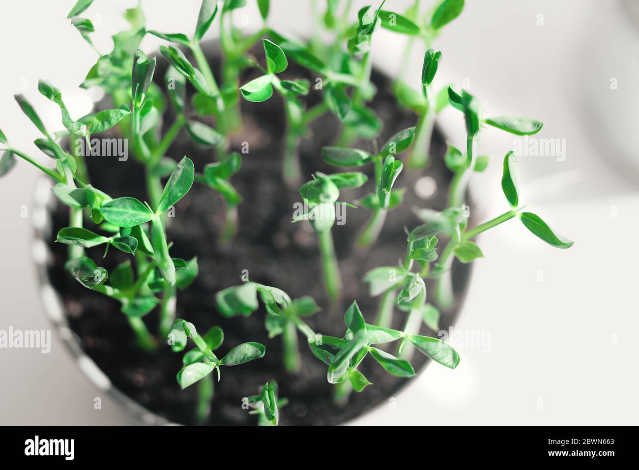 Micro Pea Shoots. Raw sprouts, microgreens, healthy eating concept ...