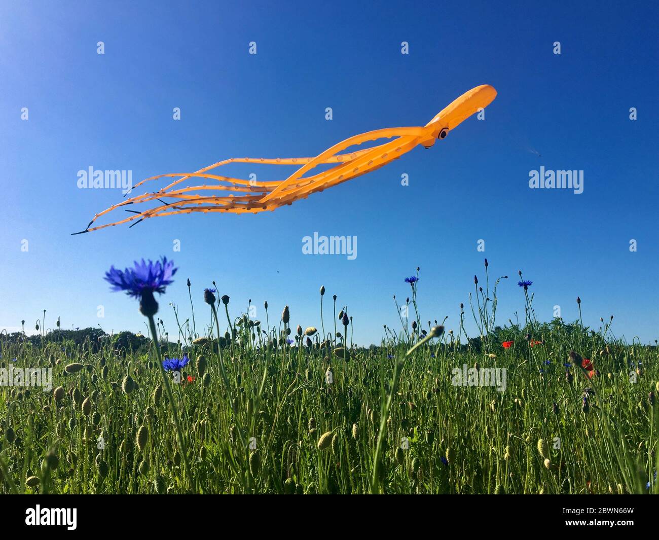 Blue yellow kite hi-res stock photography and images - Alamy