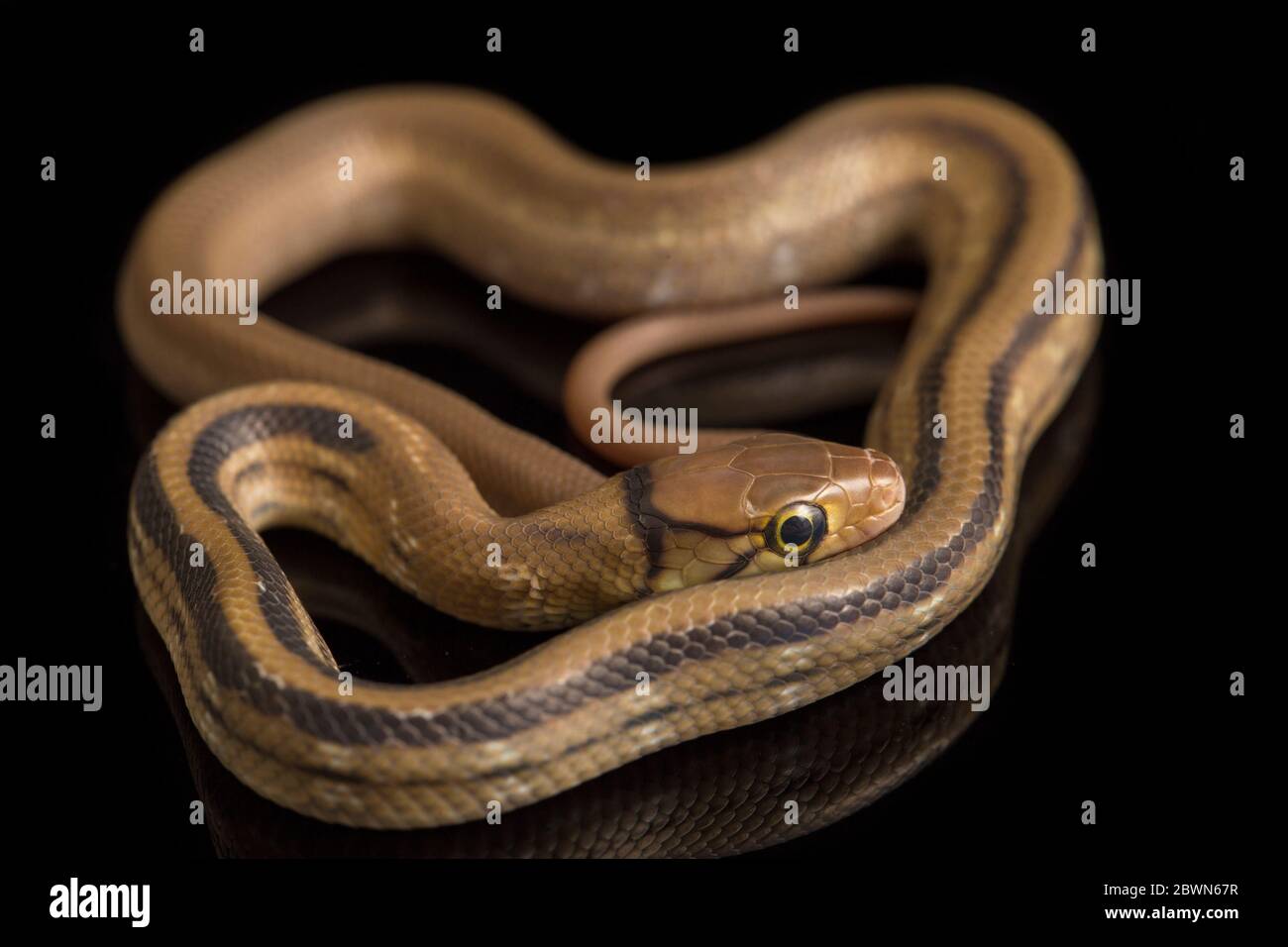 The radiated ratsnake, copperhead rat snake or copper-headed trinket ...
