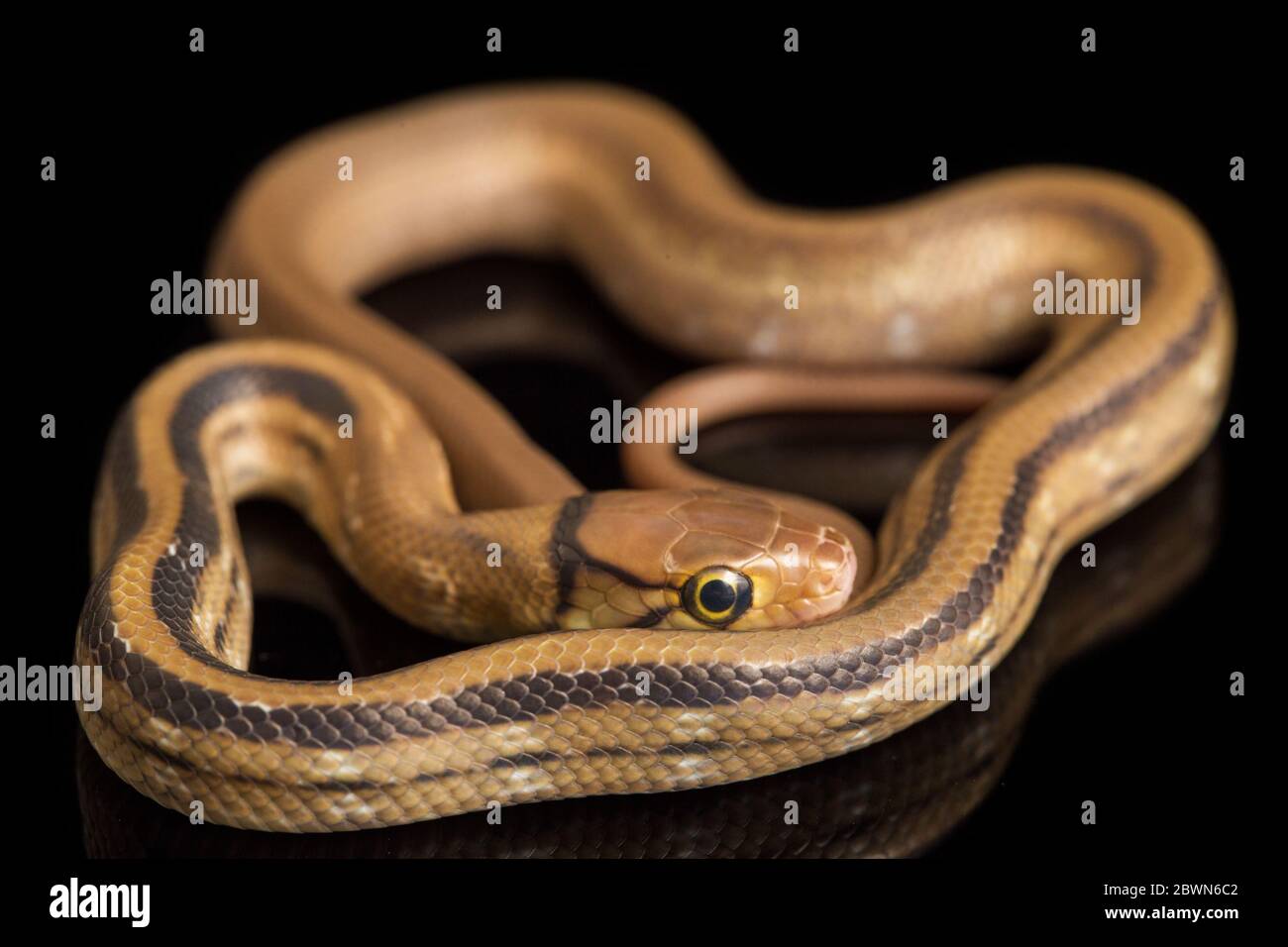 The radiated ratsnake, copperhead rat snake or copper-headed trinket ...