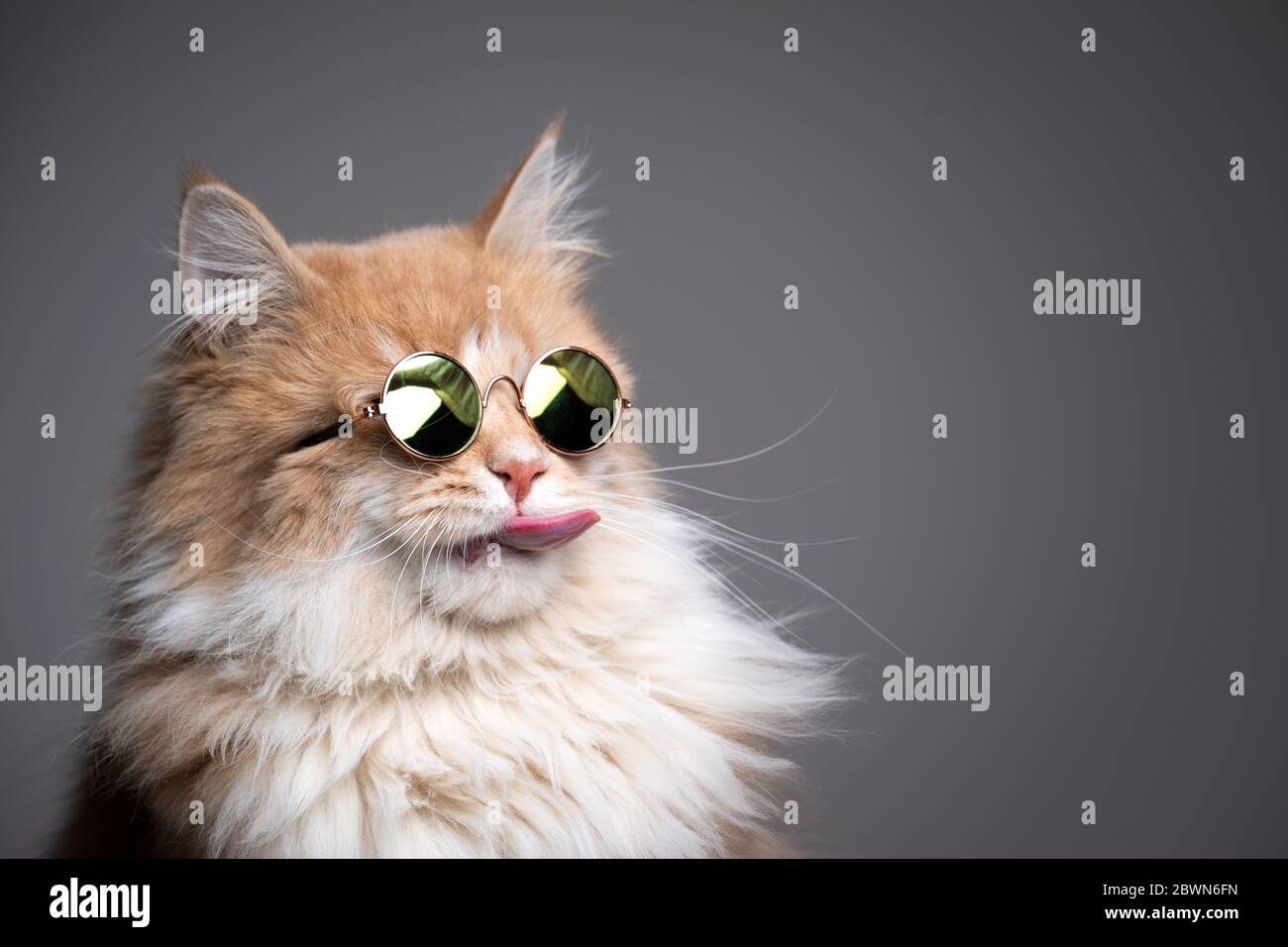 funny studio shot of cool maine coon cat wearing sunglasses sticking ...