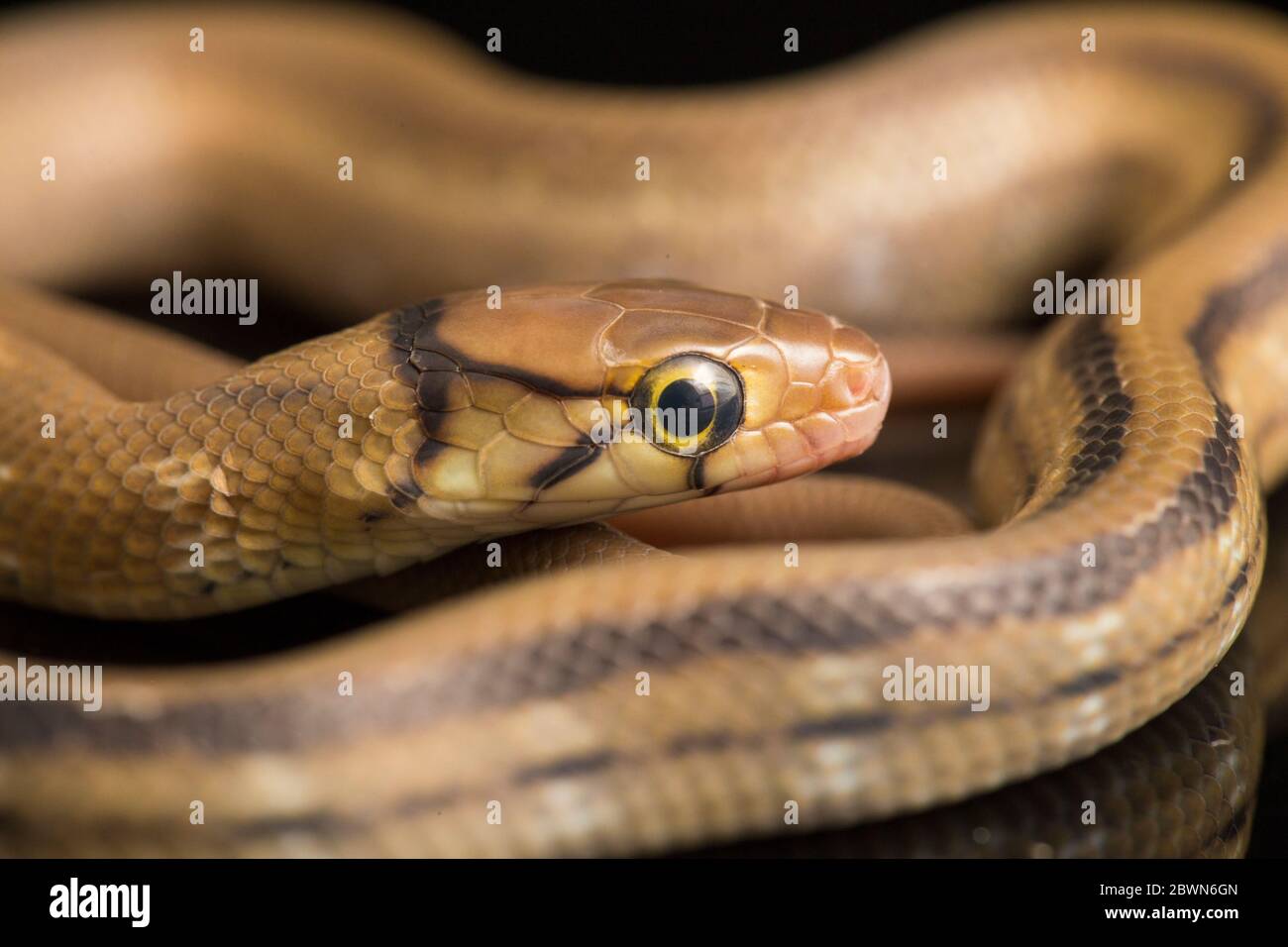 The radiated ratsnake, copperhead rat snake or copper-headed trinket ...