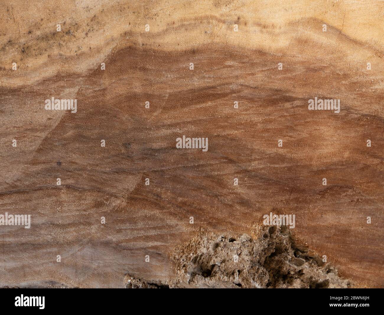 Closeup texture of rain tree Stock Photo - Alamy