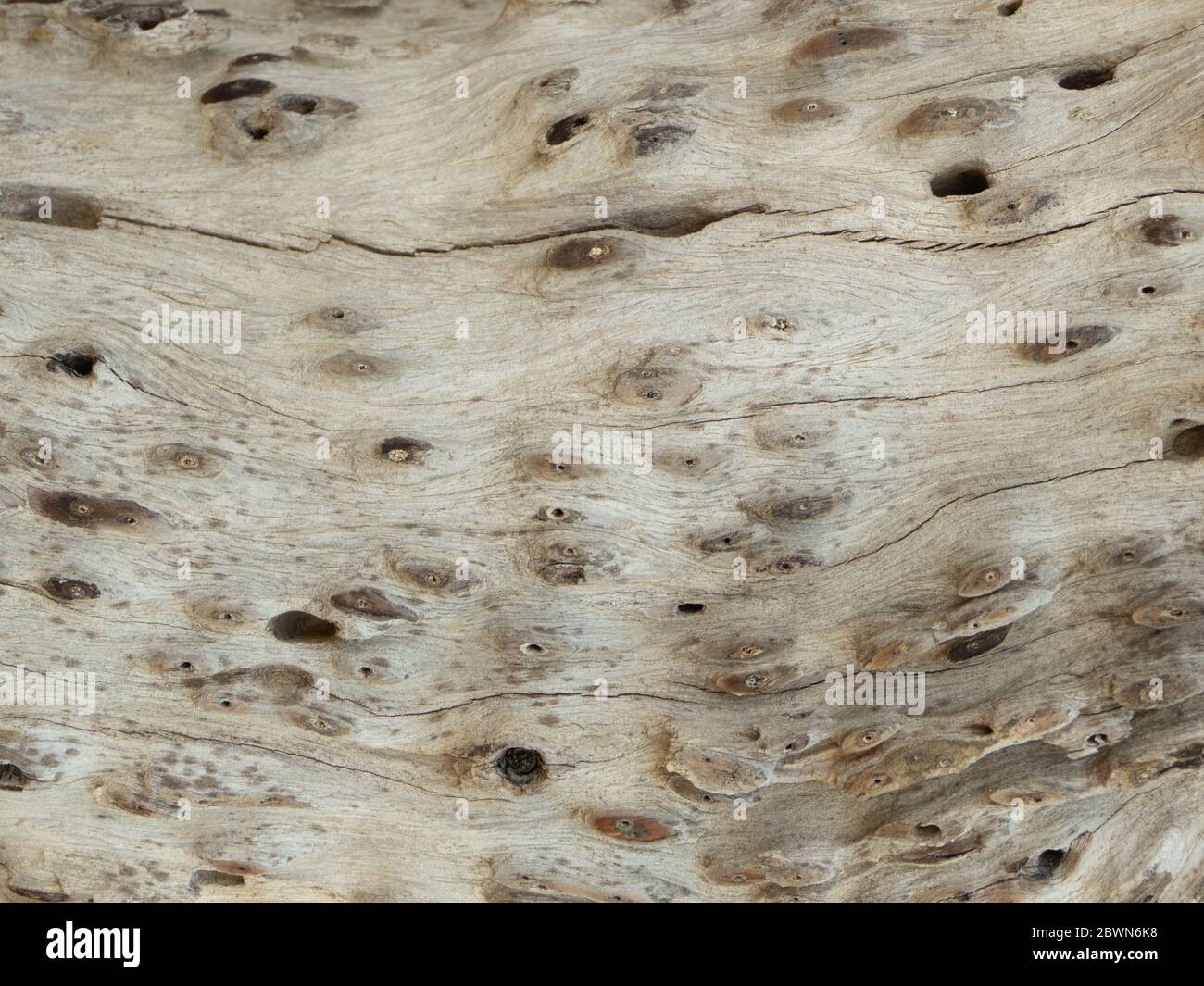 Mangrove wood hi-res stock photography and images - Alamy