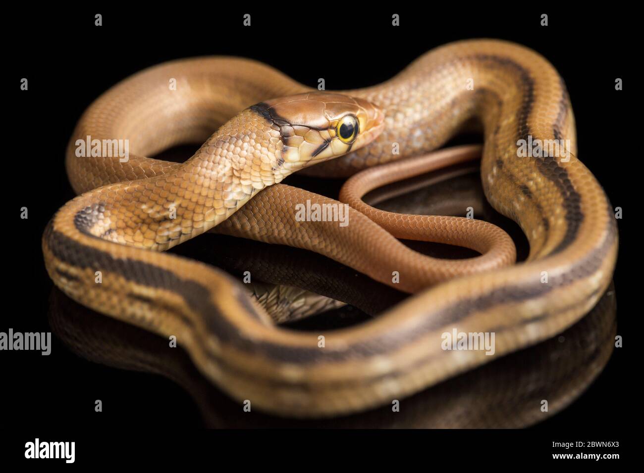 The radiated ratsnake, copperhead rat snake or copper-headed trinket ...