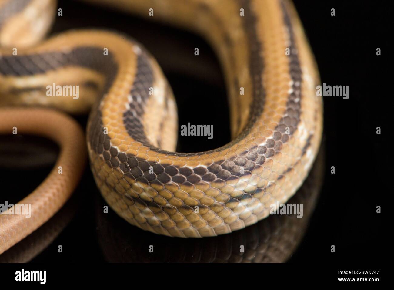 The radiated ratsnake, copperhead rat snake or copper-headed trinket ...