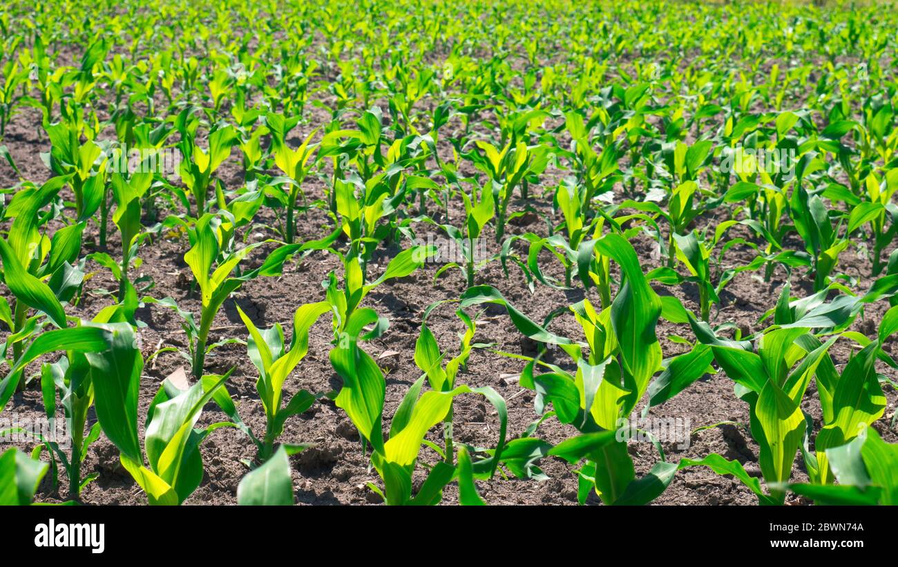Young green corn in agricultural field in early spring Stock Photo - Alamy