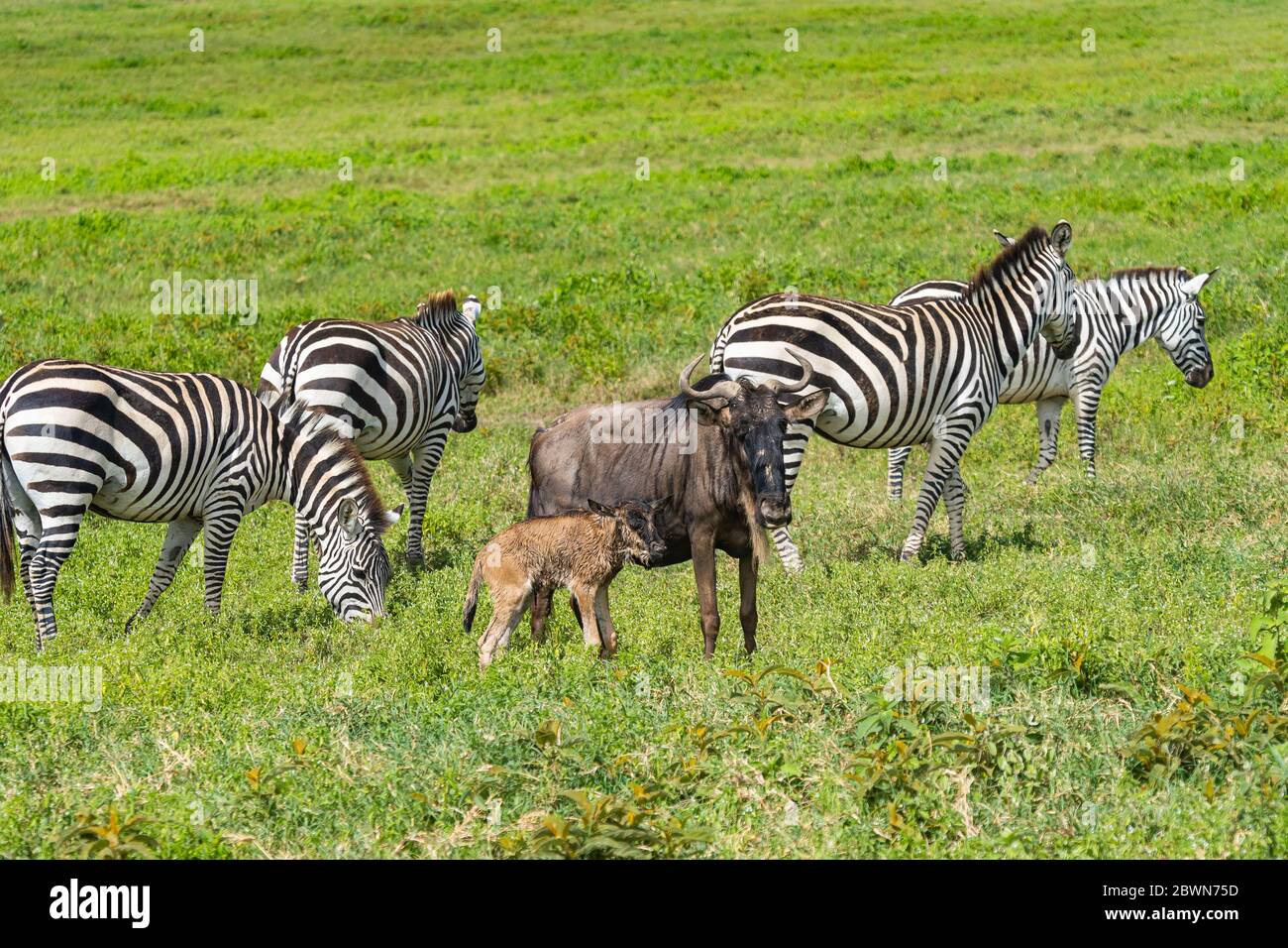 Zebra and her baby in field hi-res stock photography and images - Alamy