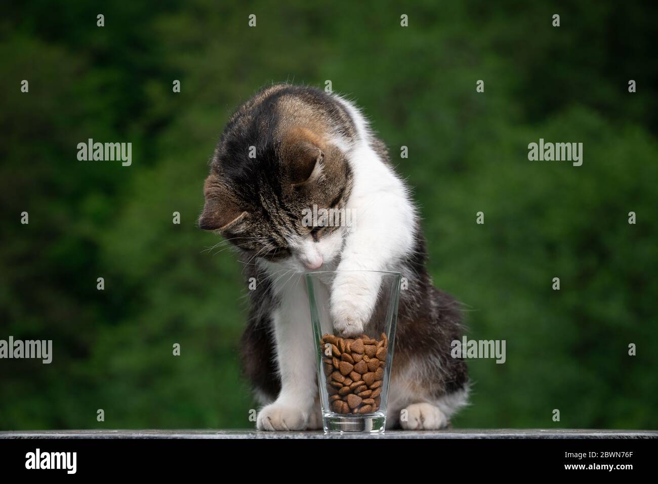 cat trying to reach dried food in glass with paw Stock Photo - Alamy