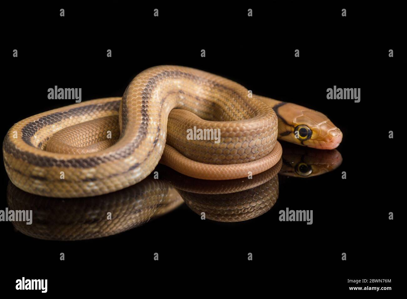 The radiated ratsnake, copperhead rat snake or copper-headed trinket ...