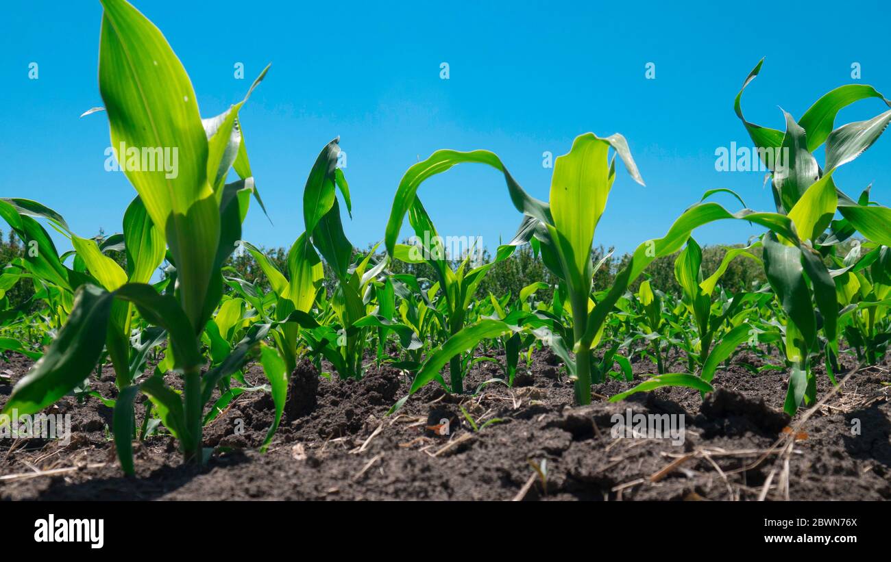 Right green corn plants on a cornfield Stock Photo - Alamy