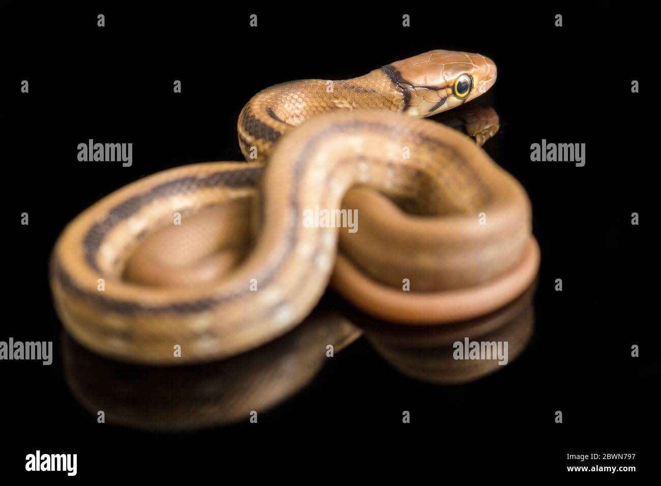 The radiated ratsnake, copperhead rat snake or copper-headed trinket ...