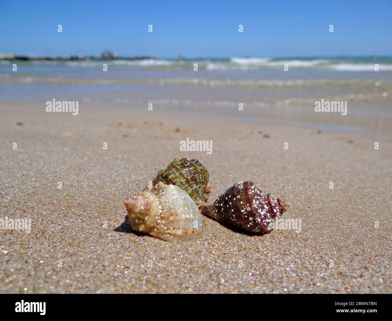 Three sea-shells at the beach sand. Tourism concept Stock Photo - Alamy
