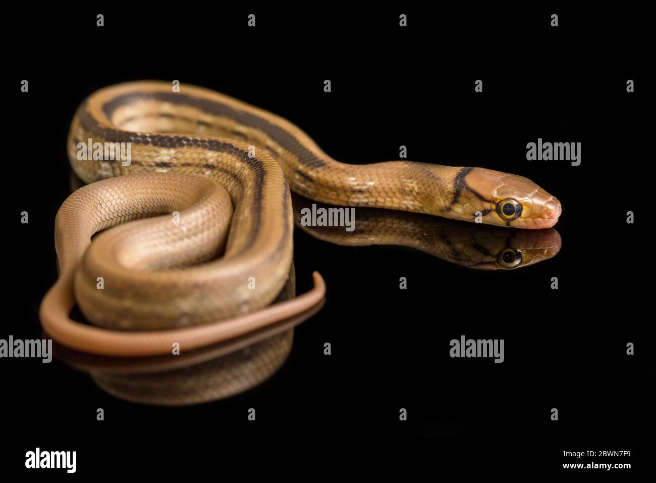 The radiated ratsnake, copperhead rat snake or copper-headed trinket ...