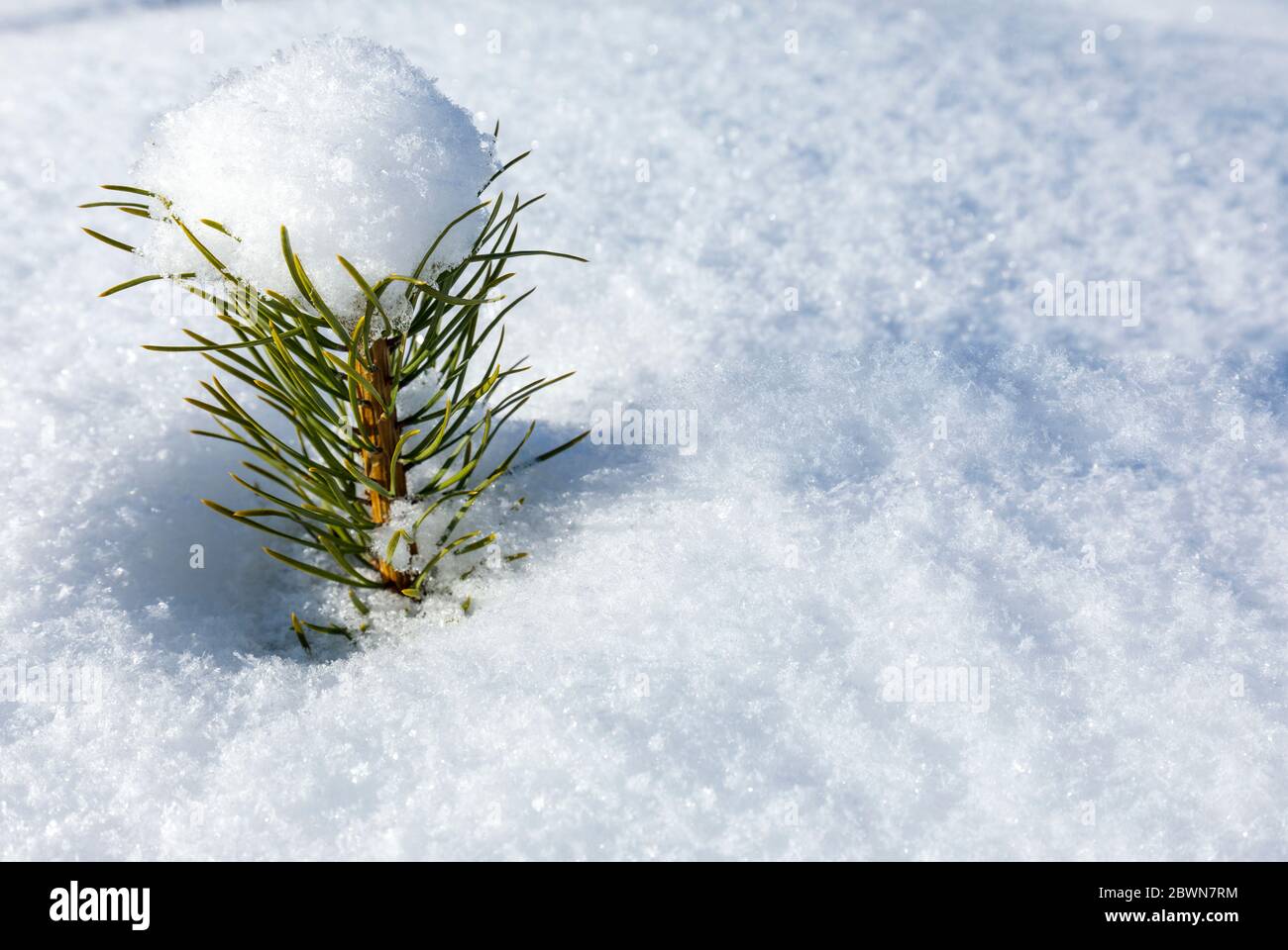 Pine sapling hi-res stock photography and images - Alamy