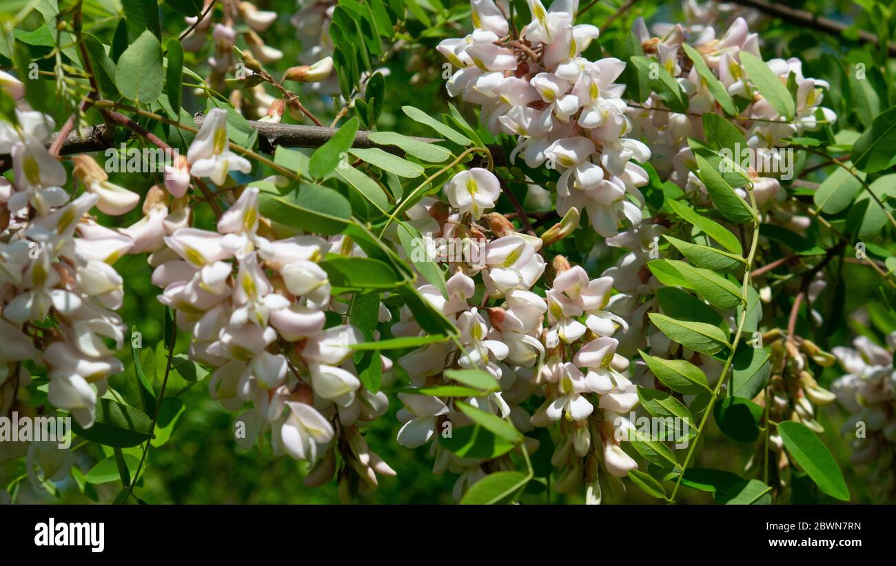 Acacia spring blooming flowers hi-res stock photography and images - Alamy
