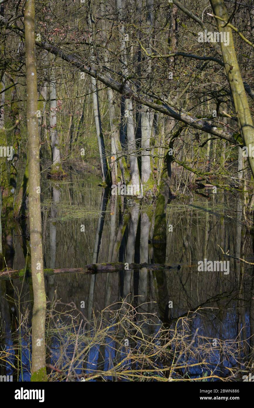 Flooding in the forest, trees standing in water after too much rain ...