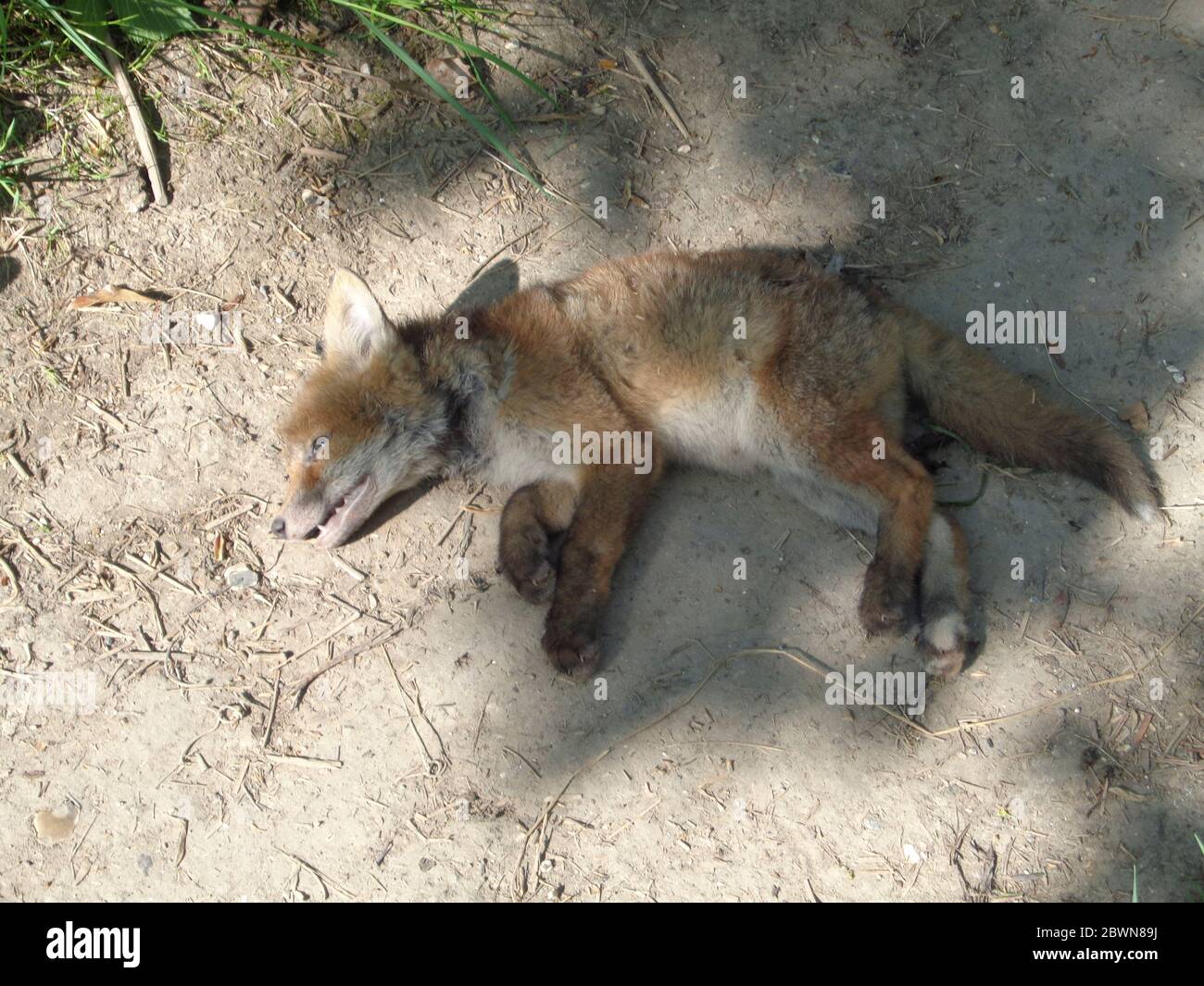 Deceased Fox-cub on walking path, Surrey, England, United Kingdom ...