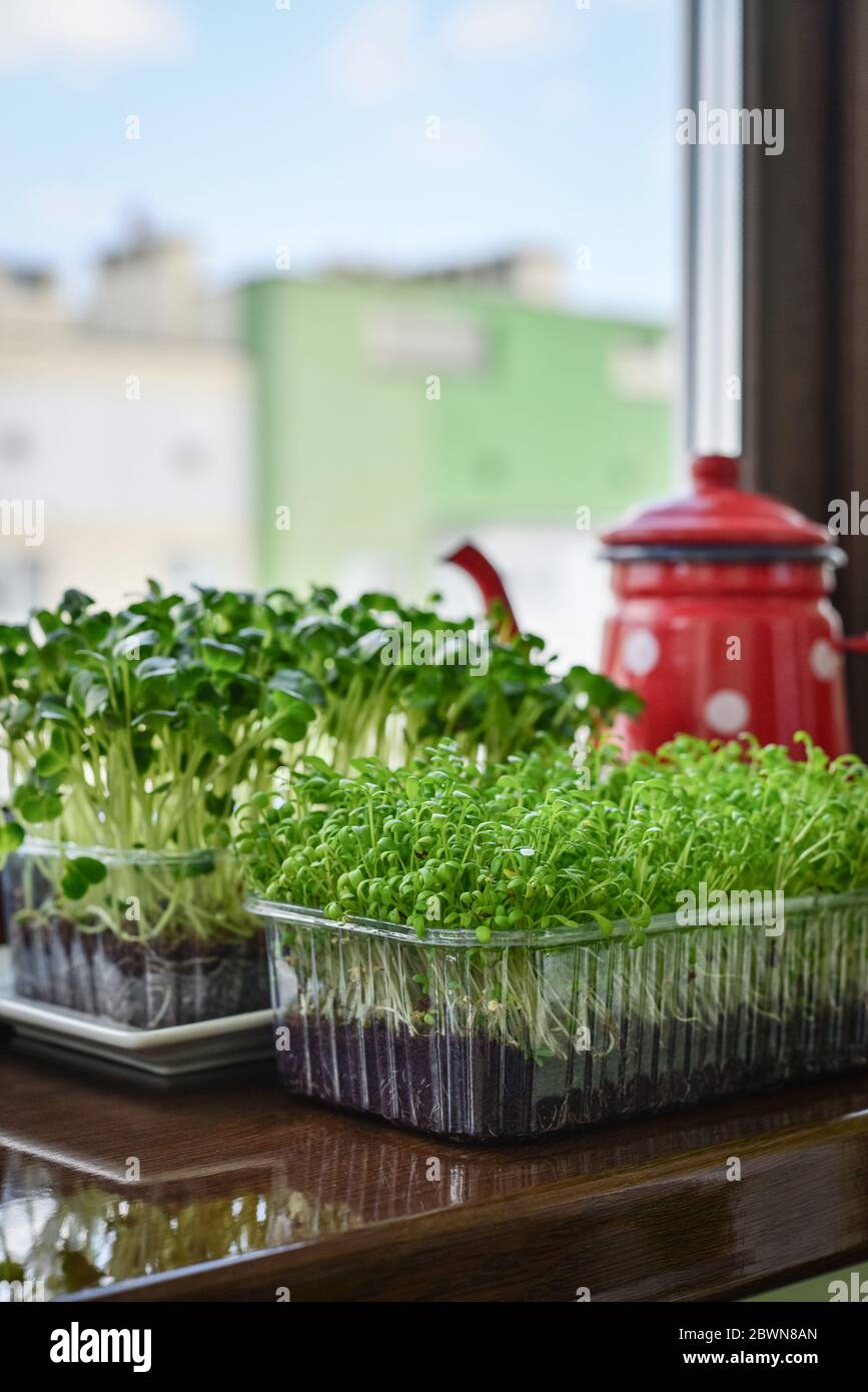 Microgreen of garden cress and daikon radish, young plants, in plastic ...