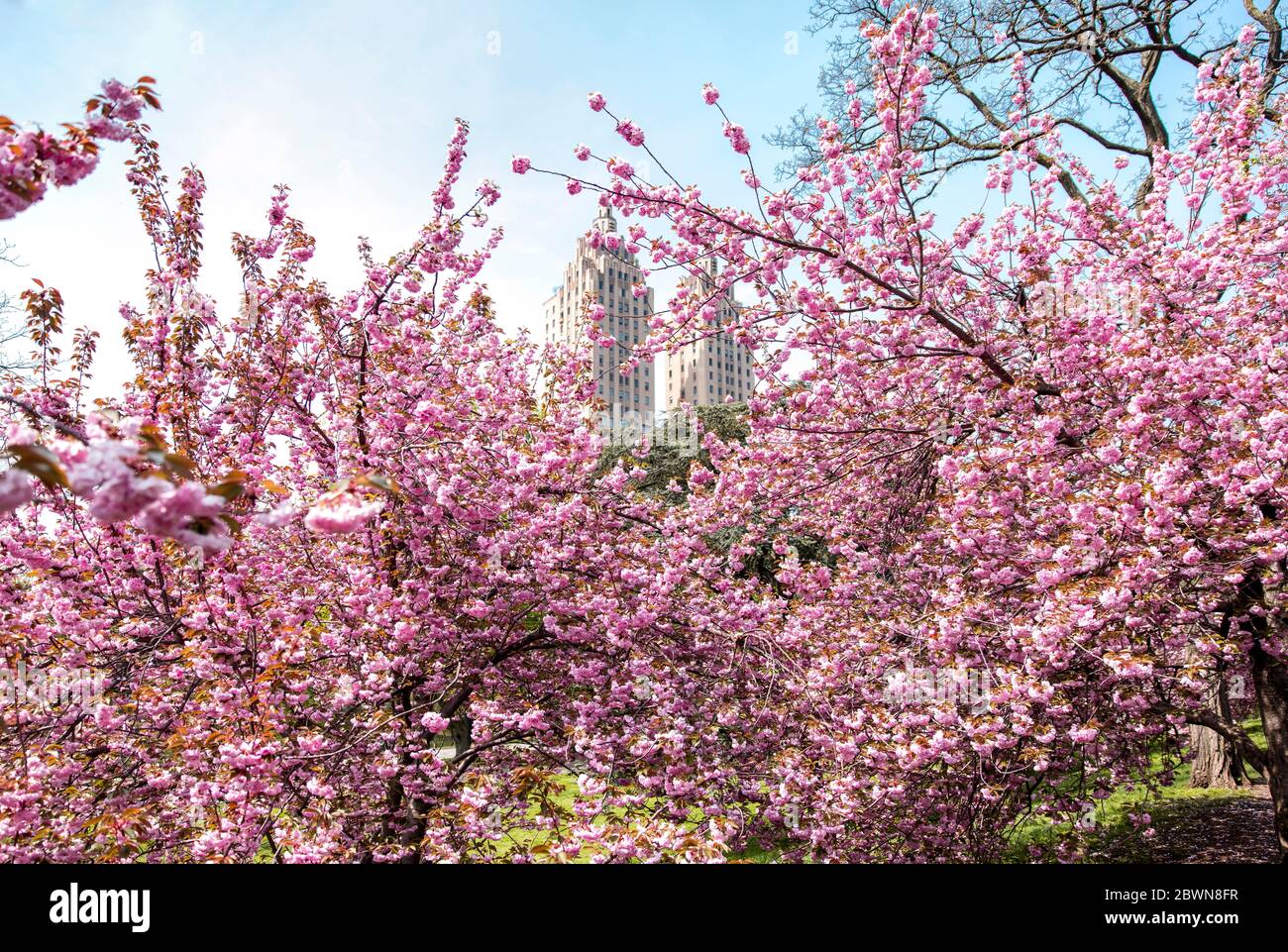 Cherry blossoms in central park hi-res stock photography and images - Alamy