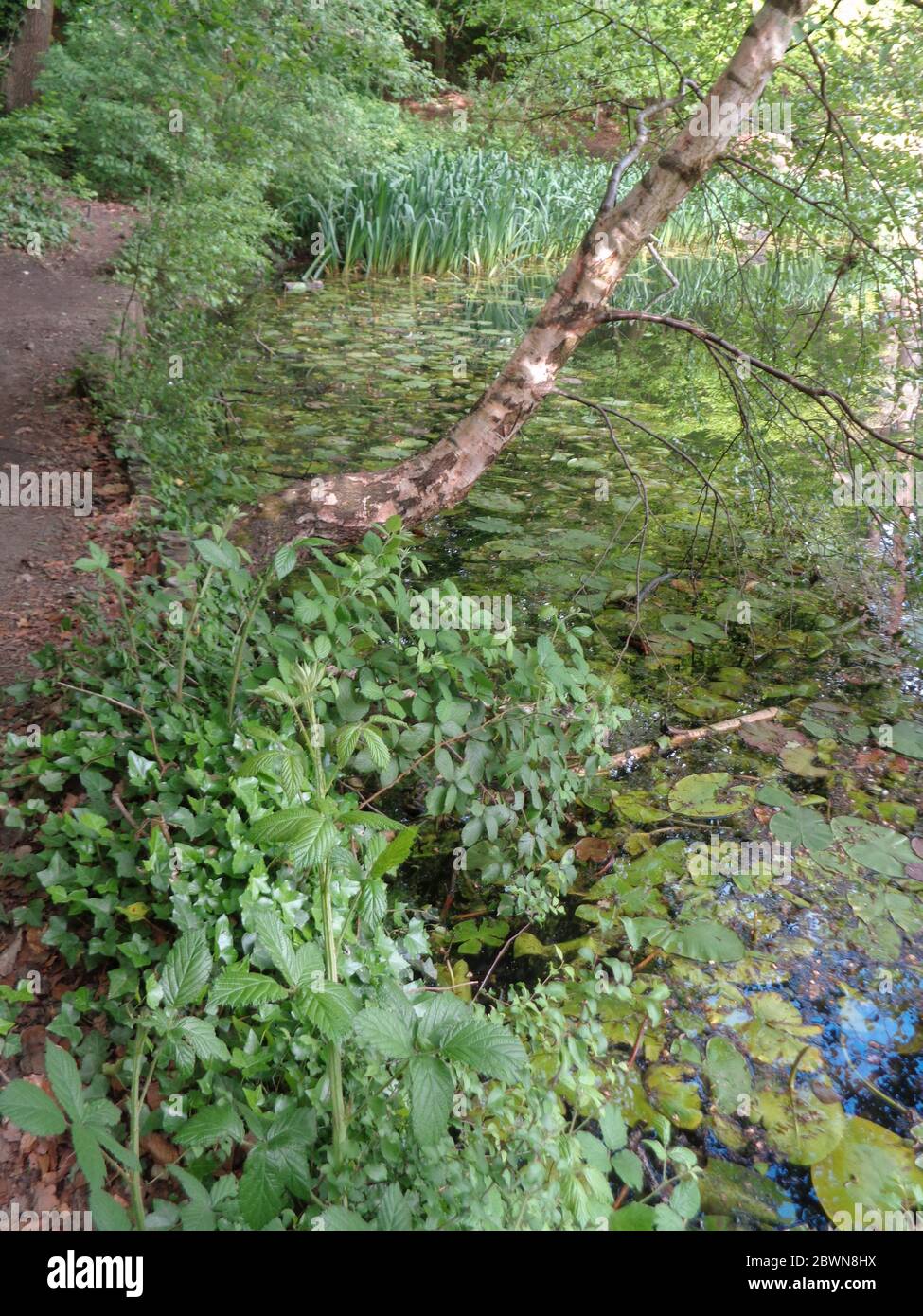Abstract woodland scene in green with pond in the background, Keston ...