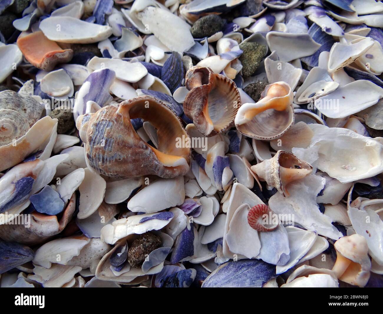 Sea conch hi-res stock photography and images - Alamy