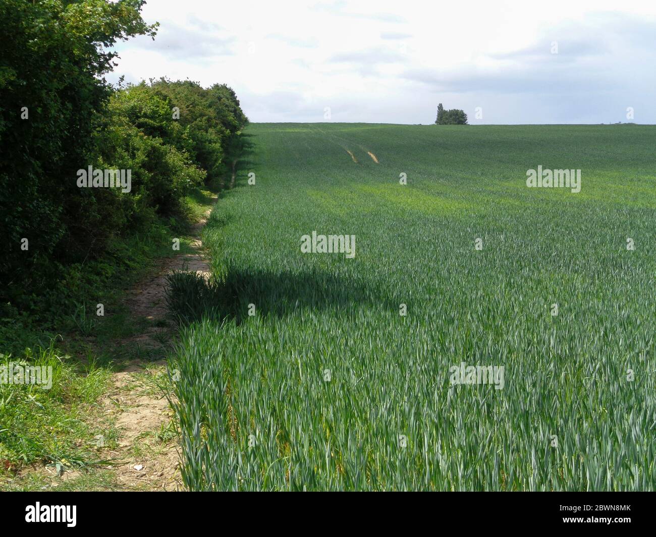 Wheatfield in first flush of growth on farmland on the outskirts of ...