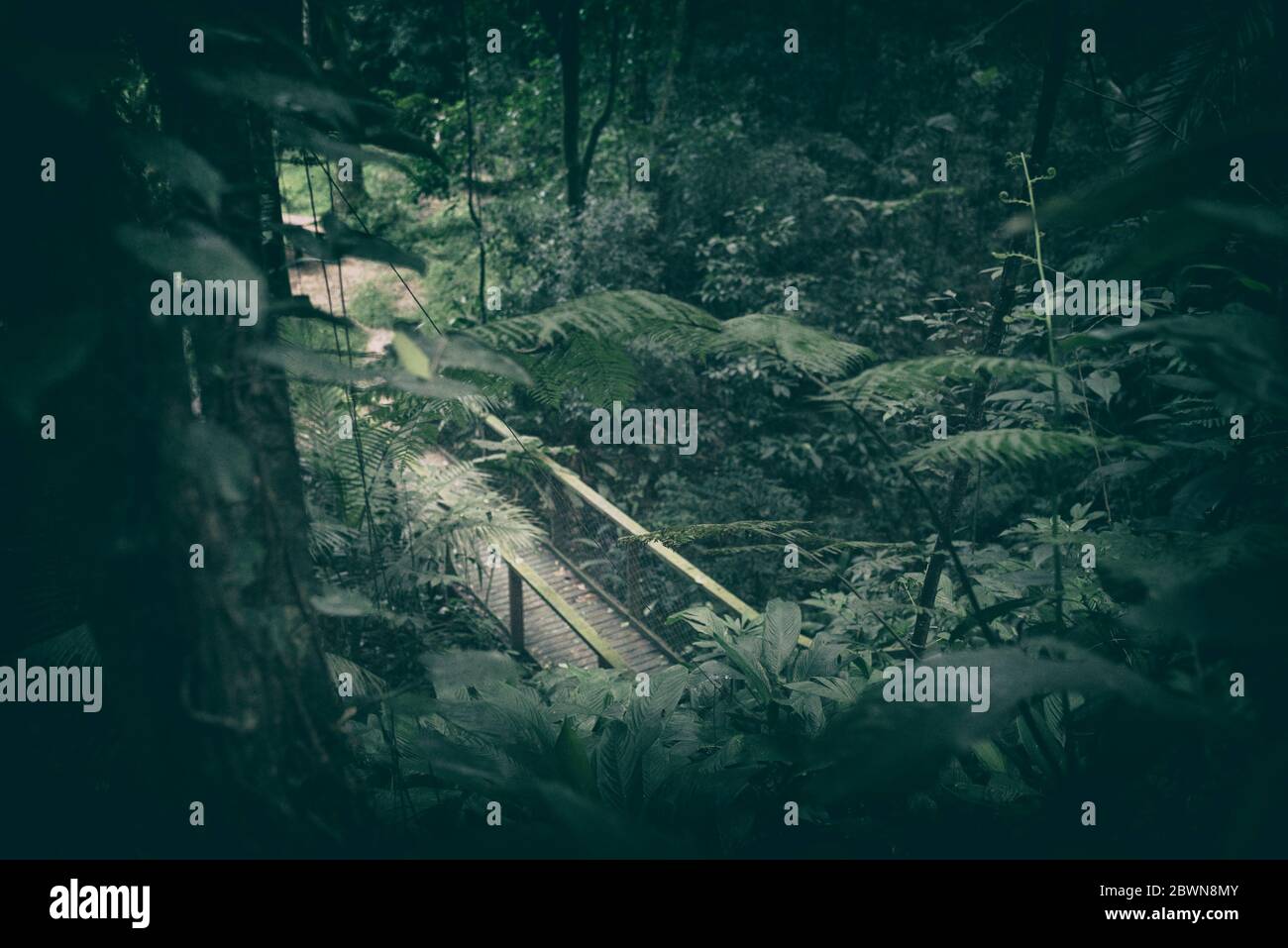 Wooden walkway in woods hi-res stock photography and images - Alamy