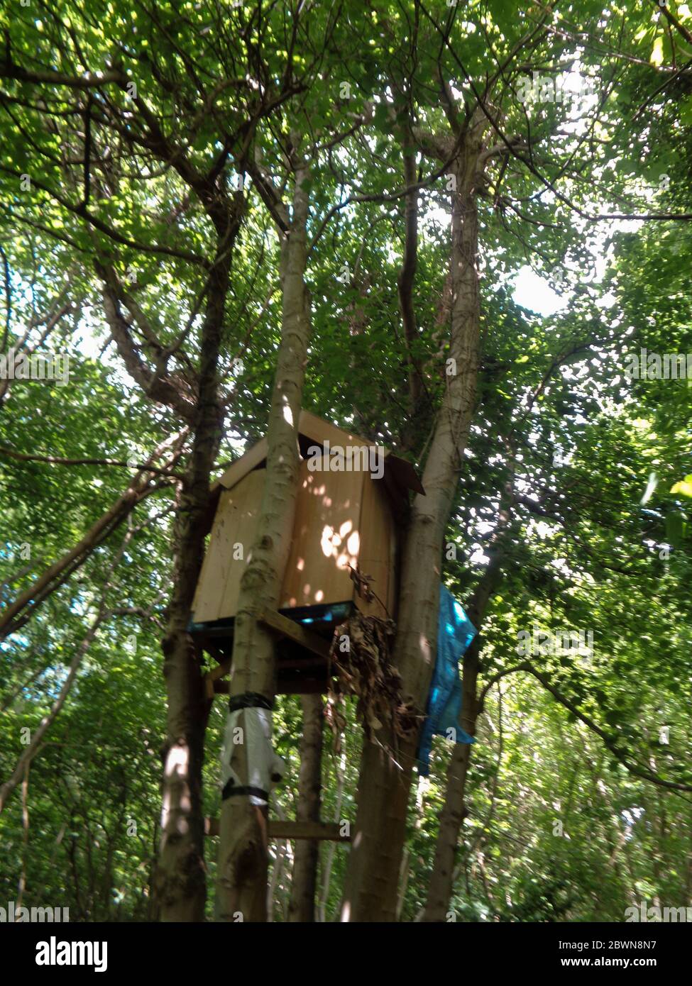 Tree-House built in surrey woodland near Croydon Stock Photo - Alamy