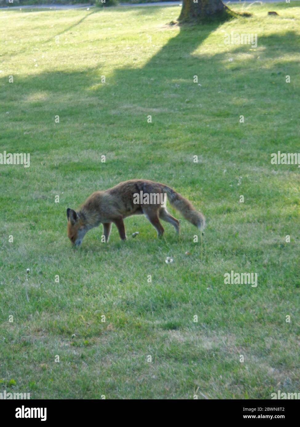 Carnivory hi-res stock photography and images - Alamy