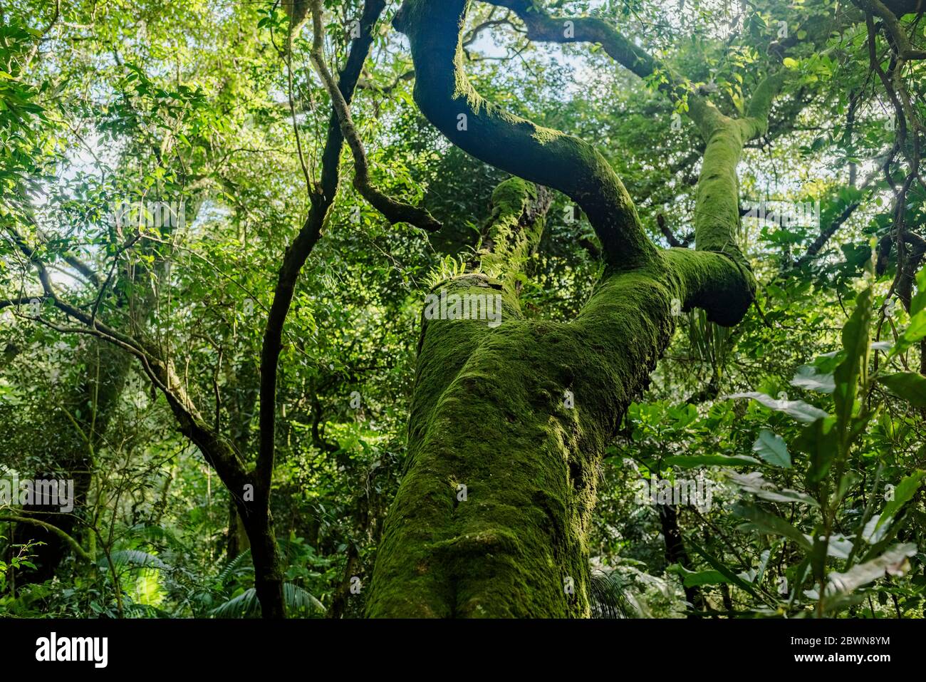 Tree trunk from below hi-res stock photography and images - Alamy