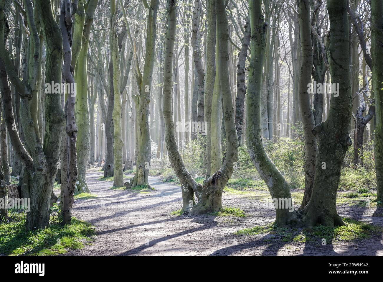 Curved tree hi-res stock photography and images - Alamy