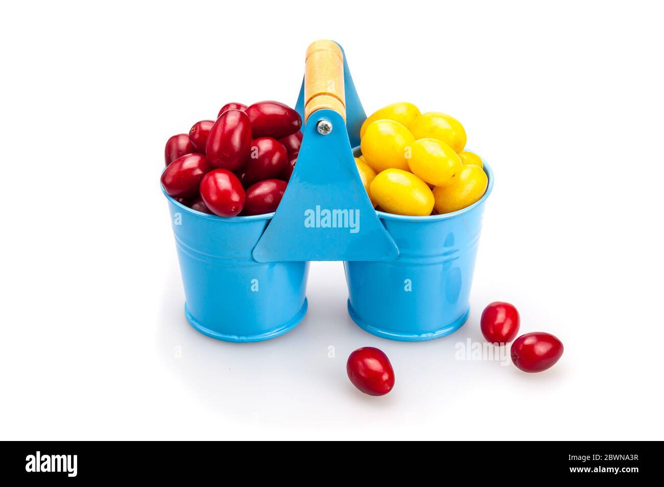 Organic red and yellow dogwood in the blue buckets Stock Photo - Alamy