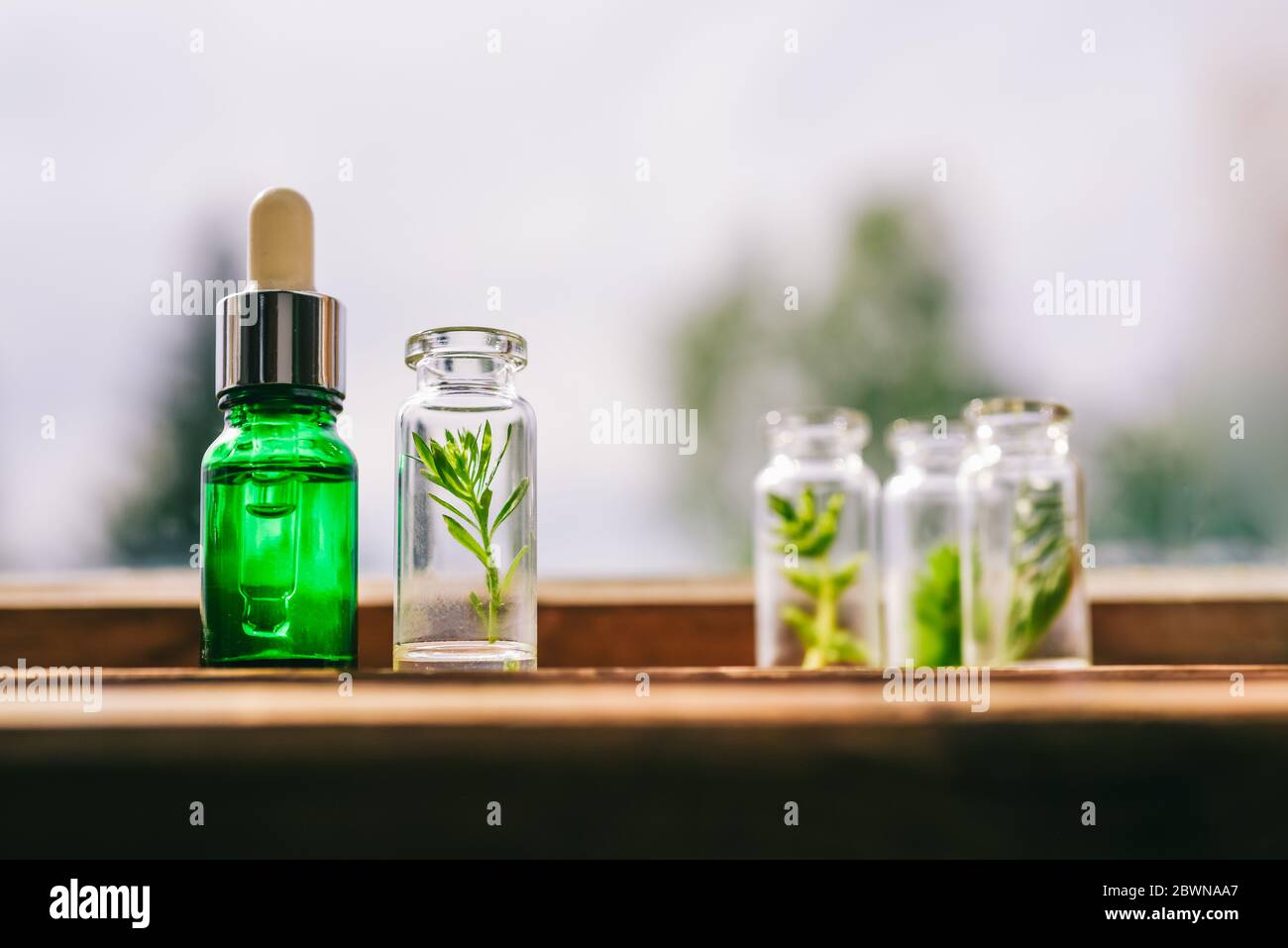 Homeopathic Vegetable Oils. Concept of Organic, Bio Cosmetics and Food ...