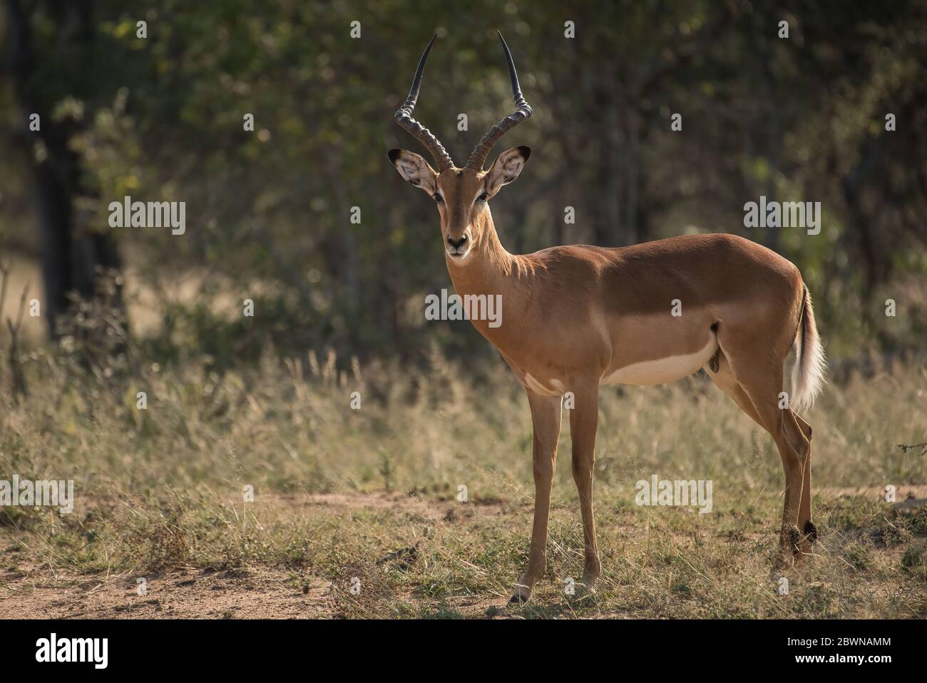 Male impala ram stands in its habitat in South Africa Stock Photo - Alamy