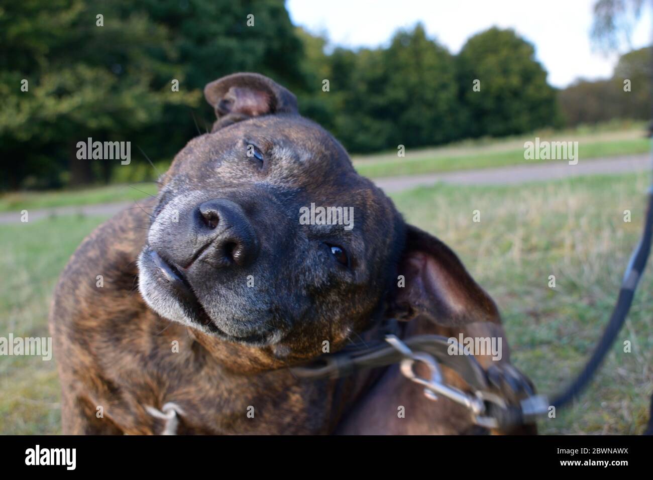 Dog scratching ear hi-res stock photography and images - Alamy