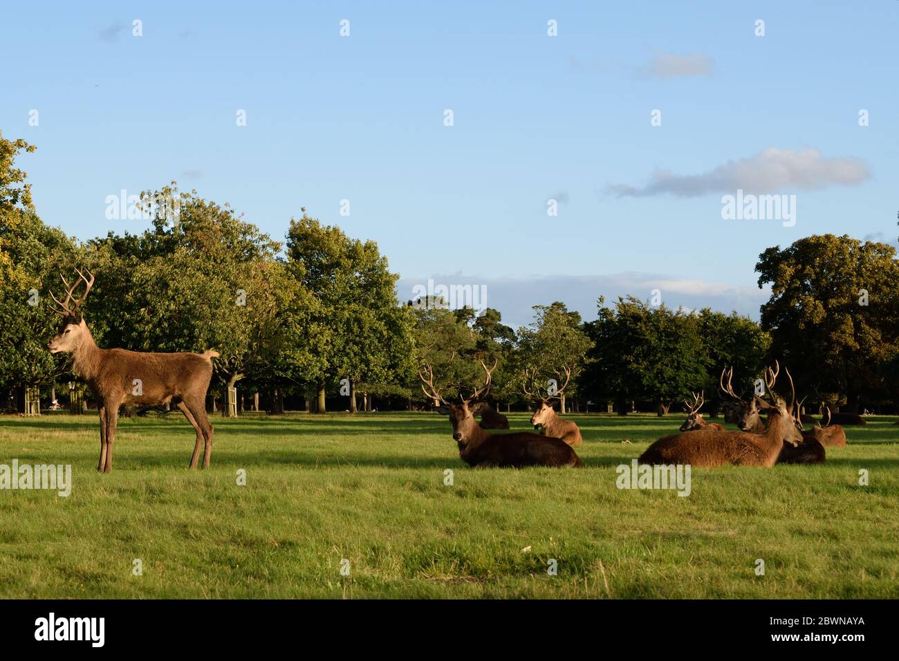 Group of Red Deer Stags Stock Photo - Alamy