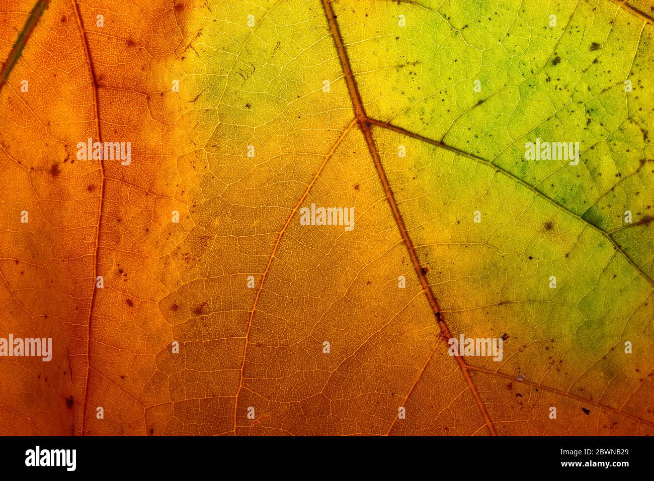 Autumn leaf detail (4 Stock Photo - Alamy