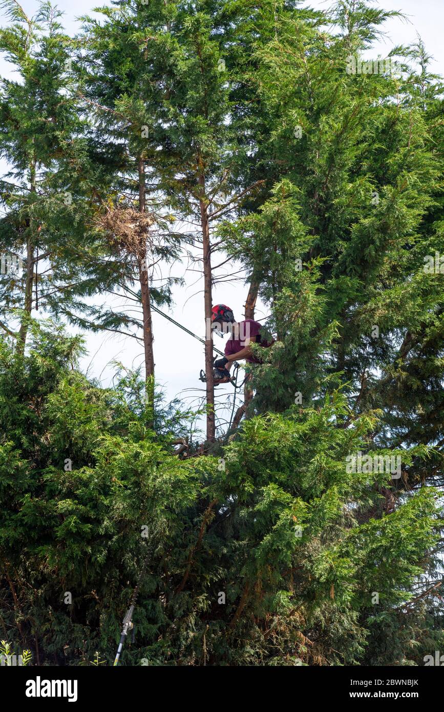 Tree surgeon work on tall Leyland Cypress garden trees with remains of ...