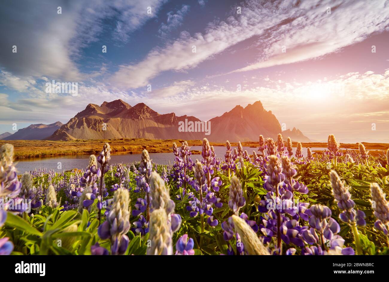 Famous grass hills with magical lupine flowers near Stokksnes cape ...