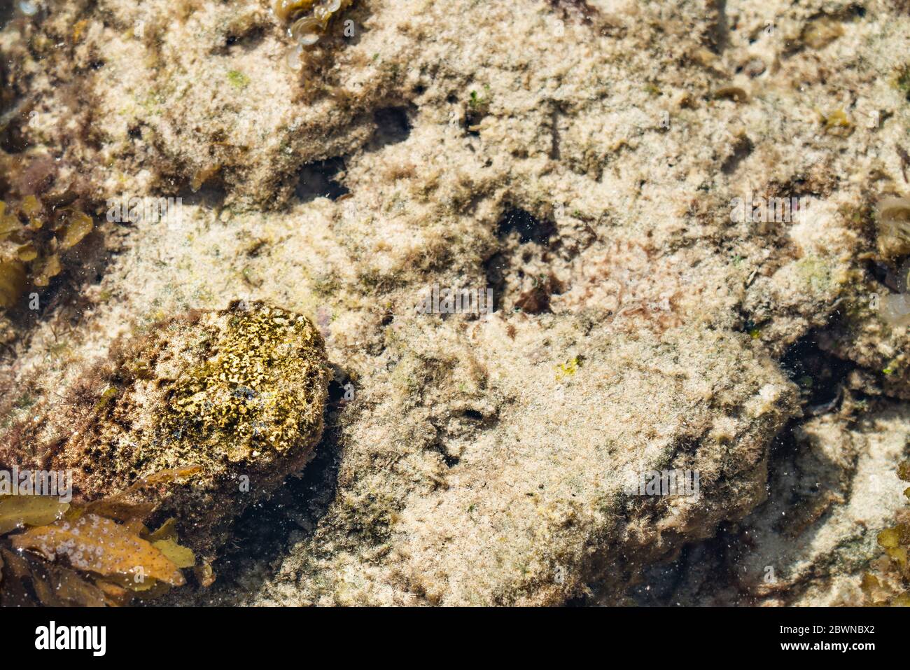 Dangerous Stone Fish close up, Portrait at the Beach from top to the ...