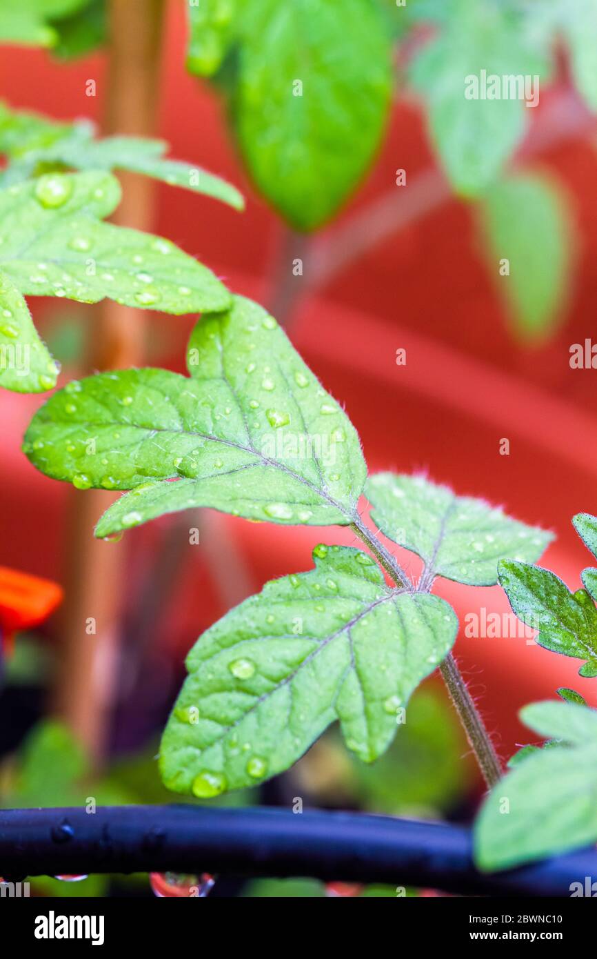 Close-up of tomato plants in the garden in natural light Stock Photo ...