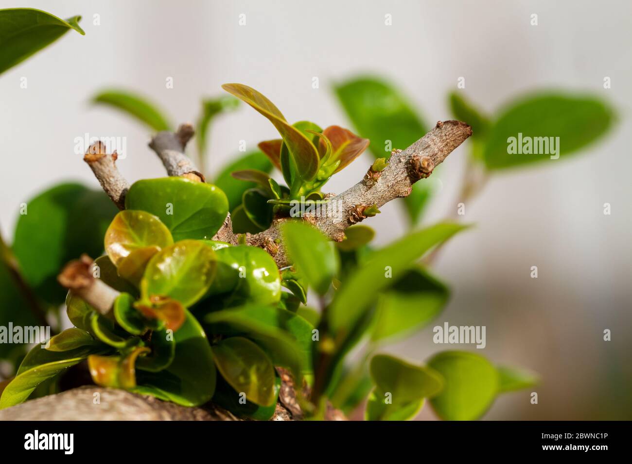 Nature rebirth with small ficus leaves emerging Stock Photo - Alamy