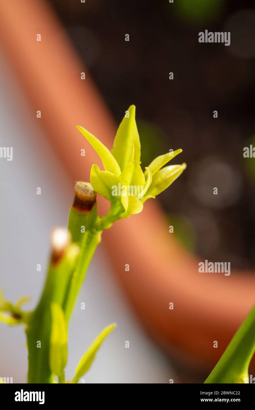 Macro image of buds of the blossom of potted lemon tree (Citrus limon ...