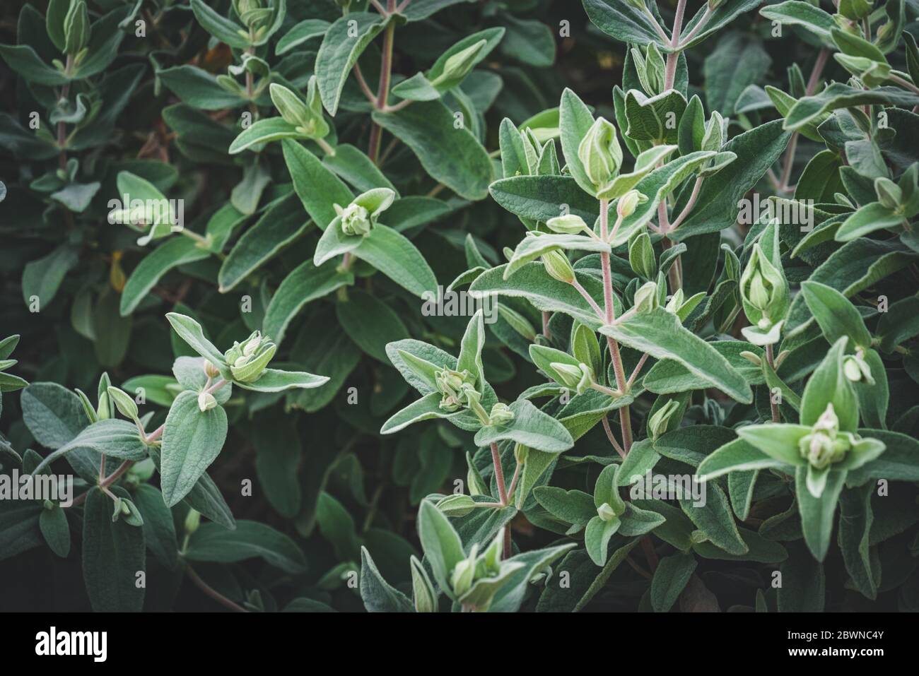 Evergreen leaves of Cistus albidus, also known as Rock Rose Stock Photo ...