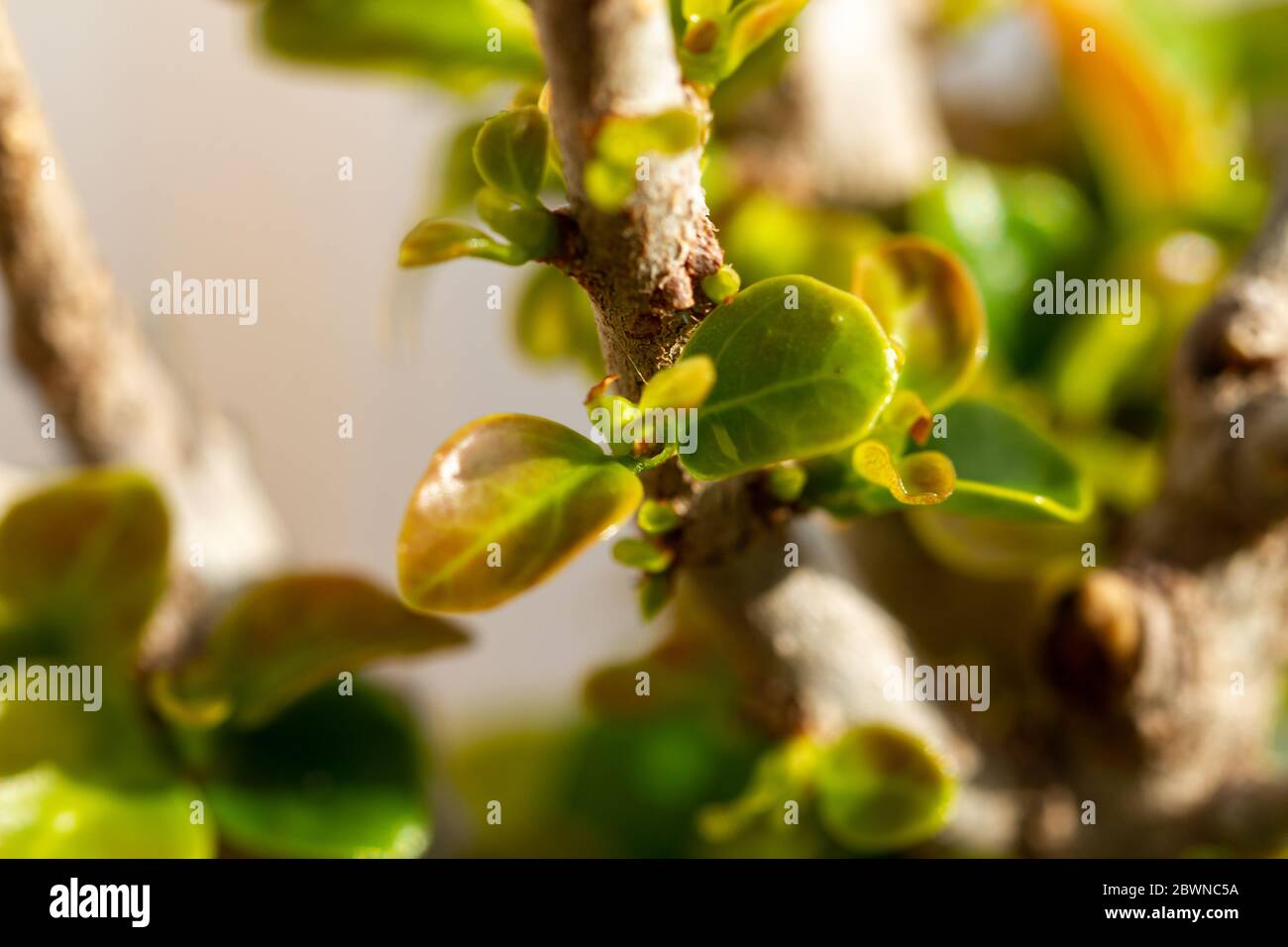 Nature rebirth with small ficus leaves emerging Stock Photo - Alamy