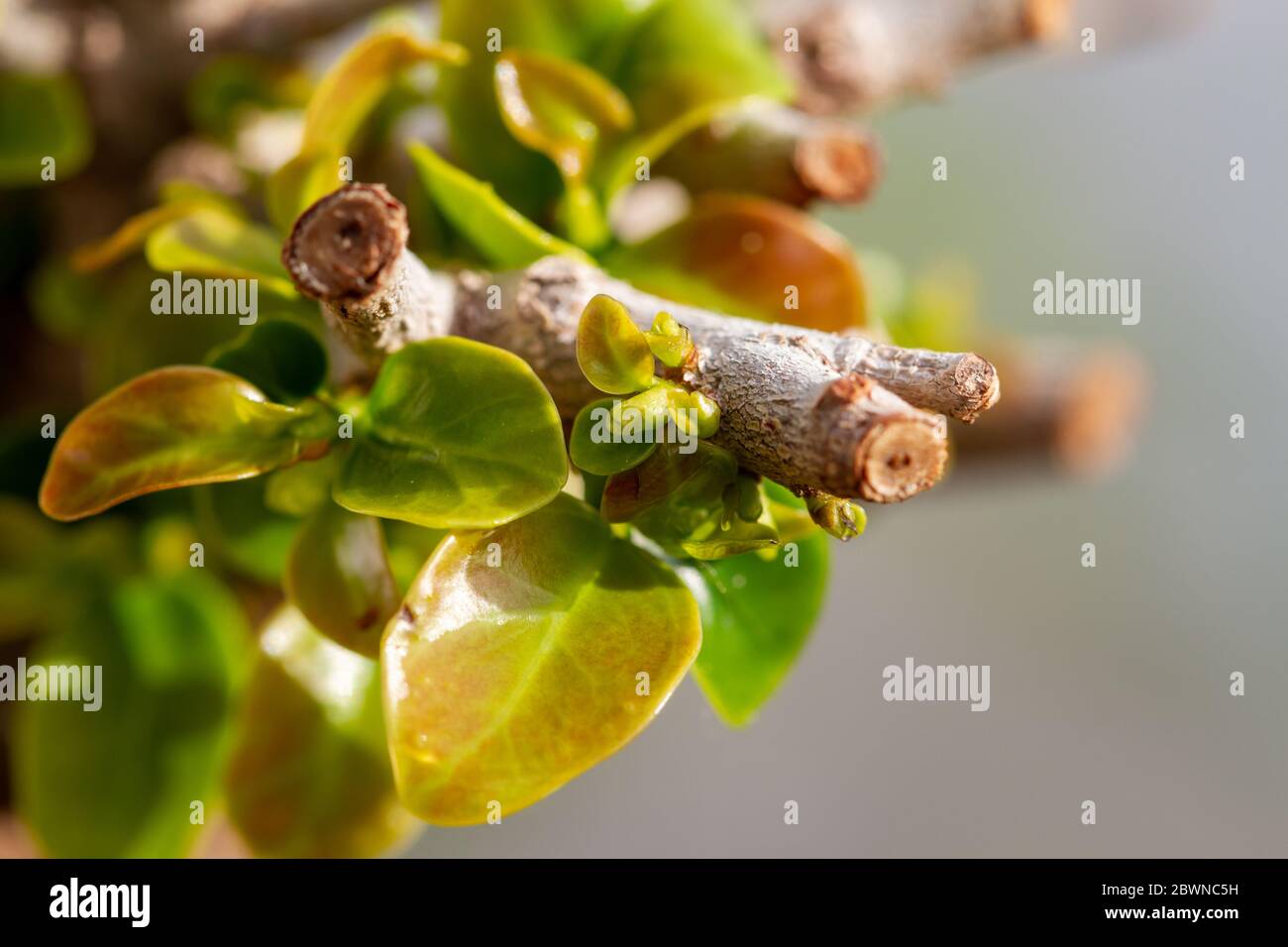 Nature rebirth with small ficus leaves emerging Stock Photo - Alamy