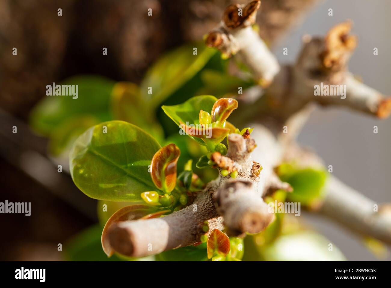 Nature rebirth with small ficus leaves emerging Stock Photo - Alamy